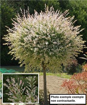 Salix integra Hakuro Nishiki Tige 80 cm Pot C7.5L ** Saule crevette ...